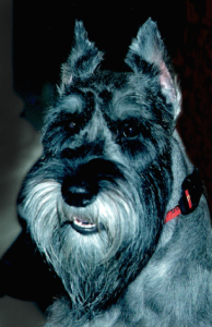 Dog Boarding, Animal Hospital, Dog Training and Adoption - Sarasota ...